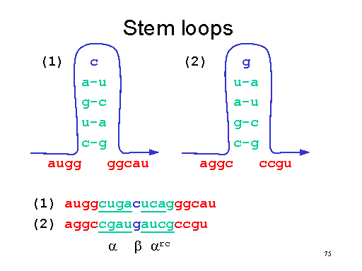 Stem loops